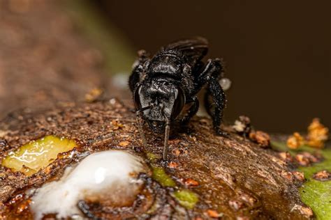 Premium Photo Adult Stingless Bee