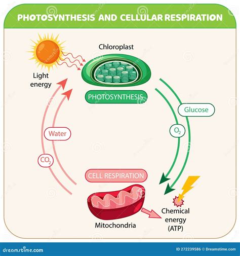 Photosynthesis And Cellular Respiration Diagram Vector Illustration