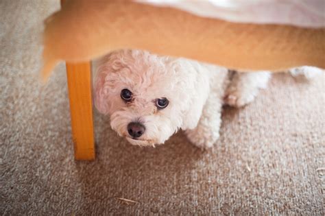 What Is Desensitization And Counter Conditioning In Dog Training