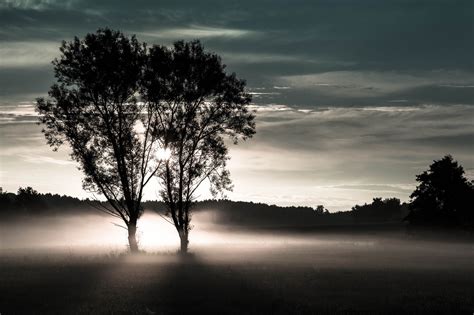 Trees Field Two Wallpaper Hd Nature 4k Wallpapers Images And