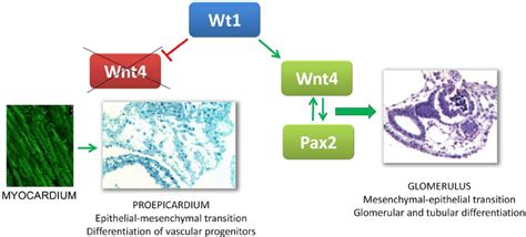 Cartoon Depicting A Hypothetical Model About How The Glomerular Download Scientific Diagram