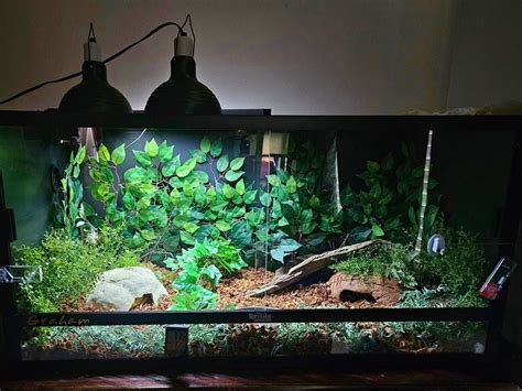 36 Ball Python Enclosure Ideas For Any Budget