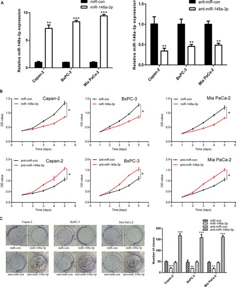 Mir‐148a‐3p Inhibits The Proliferation Of Pc Cells A After Infecting