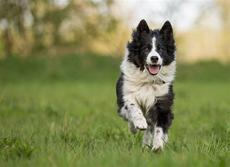 Border Collie Tamaño De La Raza De Perro Características Y Cuidados