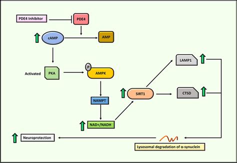 Illustration Of Campampksirt1 Pathway And The Potential Of Pde4