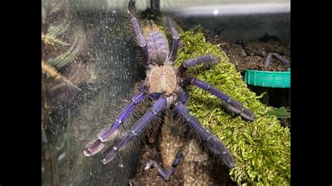 Lampropelma Violaceopes