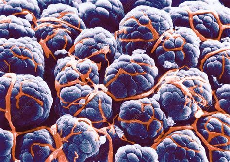 Mammary Gland Cells Sem Stock Image C0281990 Science Photo Library