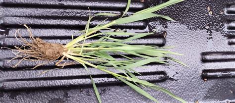 Identifying Wheat Seedlings In Turfgrass Advanced Turf Solutions