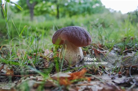 왕 버섯boletus 새싹의 신선 하 고 맛 있는 포리스트에 Porcini 버섯 0명에 대한 스톡 사진 및 기타 이미지 0명