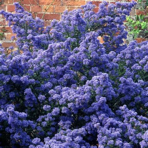 Ceanothus Shrubs For Sale Buy Ceanothus Plants Uk Delivery
