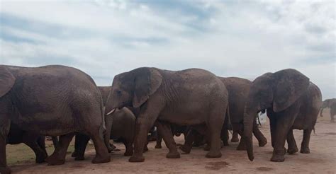 아도 코끼리 공원 사파리 투어 빅5를 만나고 만족스러운 시간 보내기 Getyourguide