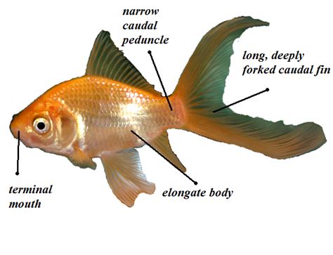 Comet Goldfish Citizendium