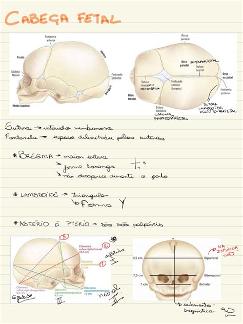 Estática Fetal Pdf
