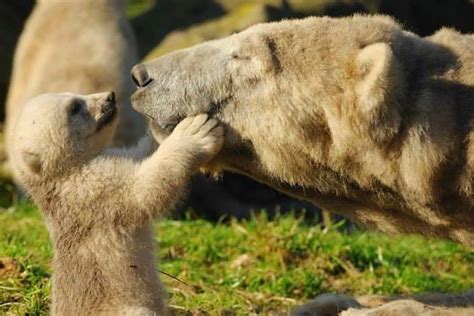 мишки | мимимишки | Mother and baby animals, Polar bear, Baby polar bears