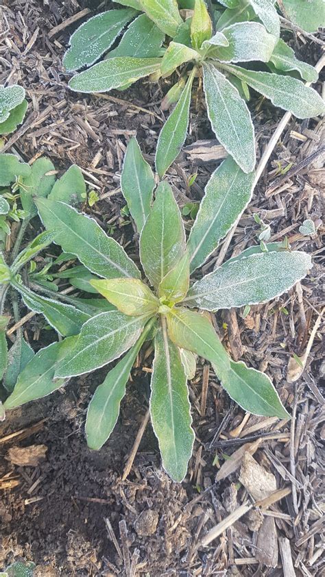 Evening Primrose The Native Plant Gardener