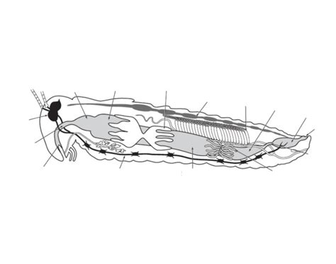 Internal Grasshopper Anatomy Quiz