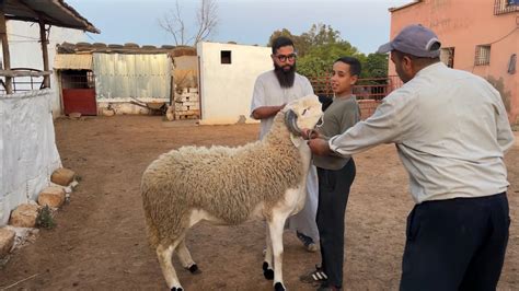 شاهد أجمل الأضاحي ️لي دازت هد العام بضيعة عبد اللطيف الوعدودي And معاد
