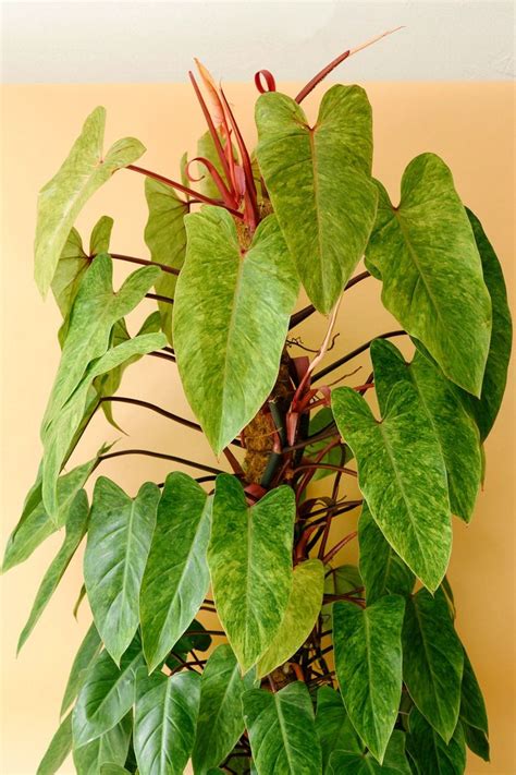 Philodendron Painted Lady Starter Plant ALL STARTER PLANTS Require You