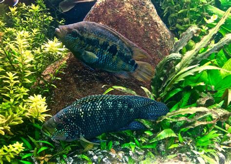Most Beautiful Freshwater Fish 2016 RateMyFishTank