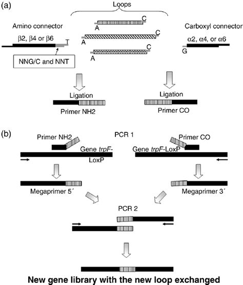 Strategy For Systematic Loop Exchange In The Trpf Loxp Gene A Dsdna