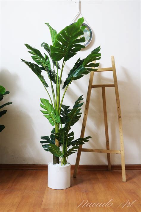 Cây decor đẹp Trang trí Cây Gương