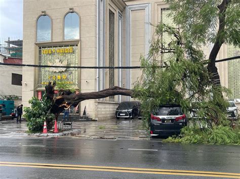 ភ្លៀង មួយ មេ ធំ លាយឡំ ខ្យល់ កន្ត្រាក់ បណ្តាល អោយ ដើម ក្ងោក ពុក ផុយ មួយ ដើម ធំ បាក់ សង្កត់ លើ