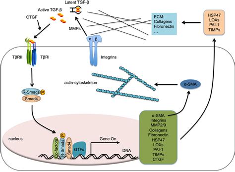 Figure 3 from Feedback regulation of TGF β signaling Semantic Scholar