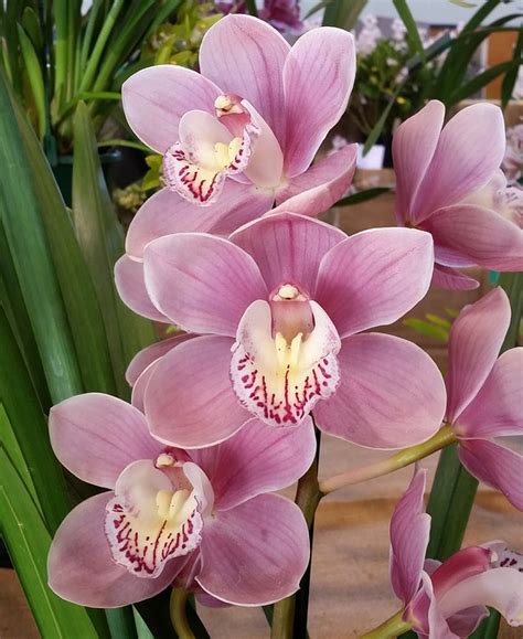 Flowers Pink Orchids Exotic Free Photo On Pixabay Pixabay