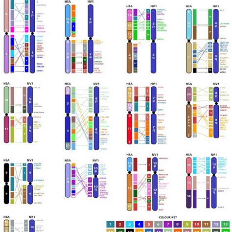 American Mink Bac End Sequence Dataset Download Table