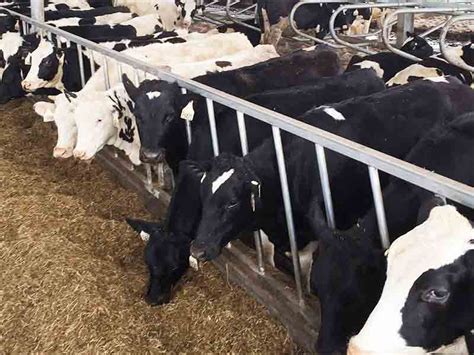 Full Circle Dairy Jgm Iii Inc