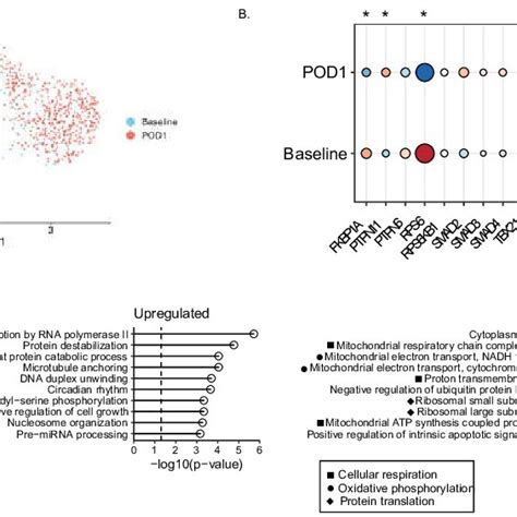 Nk Cells Exhibit Dysregulated Metabolism And Reduced Mrna Translation Download Scientific