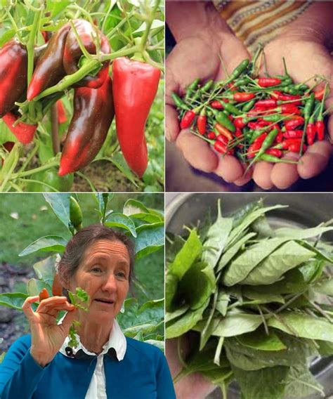 Discover The Untapped Potential Of Chili Pepper Leaves Benefits And