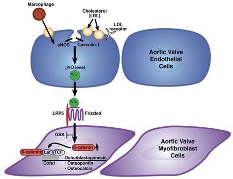 Role Of Oxidative Stress In Calcific Aortic Valve Disease From Bench
