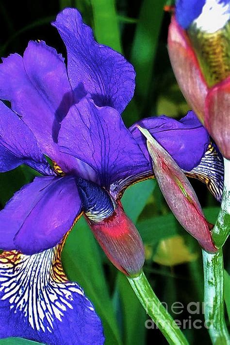 Purple Pleasure Photograph By Laura Birr Brown