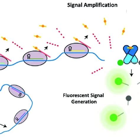 Schematic Of Find It Assay Cas13 Binds To Target Rna Inducing