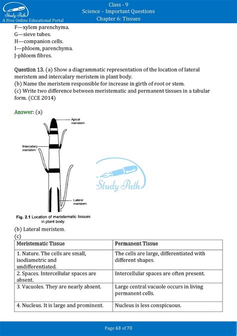 Important Questions For Class Science Chapter Tissues Study Path