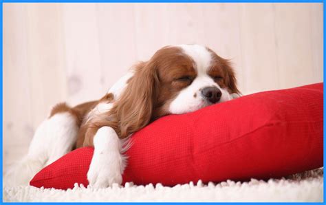 Cute Puppy Valentine S Day Wallpapers Wallpaper Cave