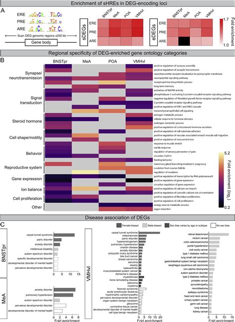 A Functional Cellular Framework For Sex And Estrous Cycle Dependent Gene Expression And Behavior