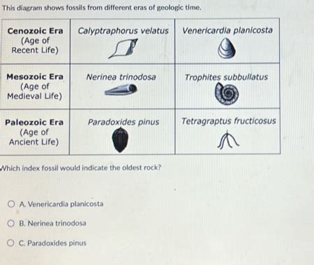 Solved This Diagram Shows Fossils From Different Eras Of Geologic Time