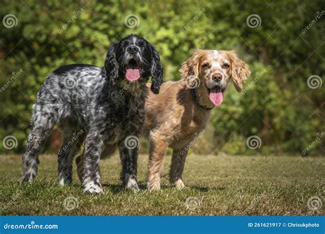 Working Cocker Spaniel Lemon Roan And Blue Roan Standing And Looking At
