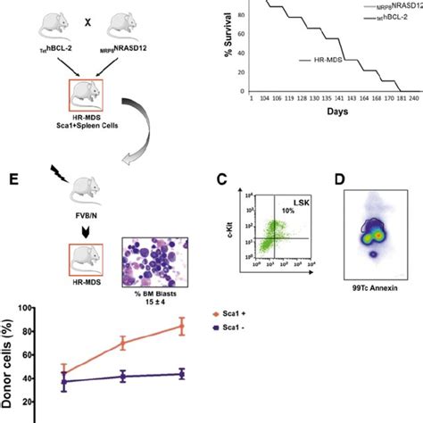A Schematic Representation Of The Aml Post Mds Mouse Model The