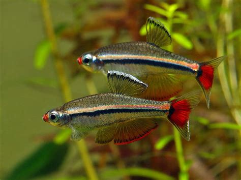 Tanichthys micagemmae (4) | Tropical Fish Photography