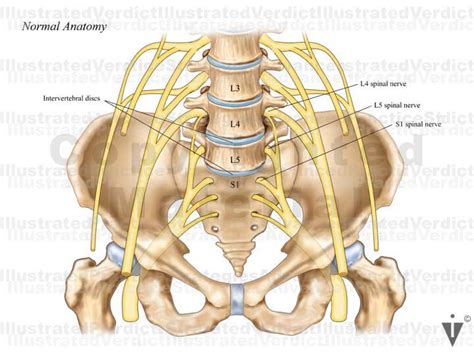Stock Lower Limb Innervation — Illustrated Verdict