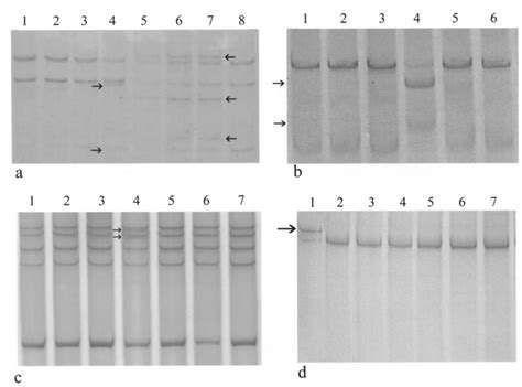 A Pcr Sscp Analysis Of Exon 9 Of The P53 Gene Lane 4 Mutation In Download Scientific