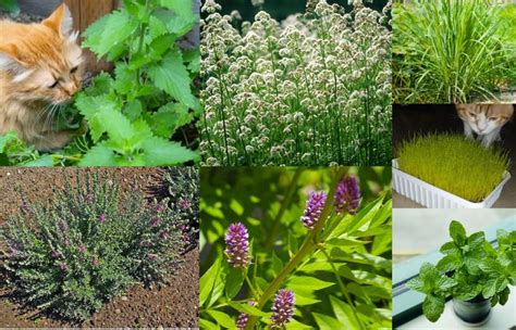 13 Fragrant Plants That Repel Cats A Garden Diary