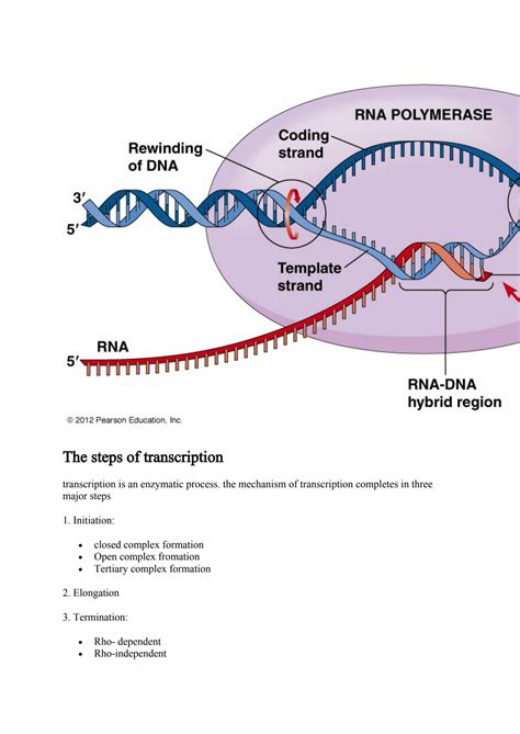 Solution Transcription In Prokaryotes 1 Studypool