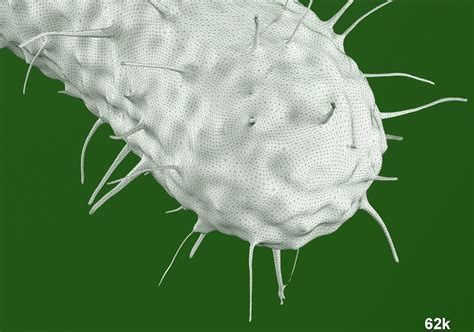 Two Models Of Flagellum Bacteria 3d Model Animated Cgtrader