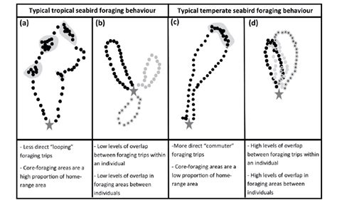 Linking Foraging And Breeding Strategies In Tropical Seabirds Journal