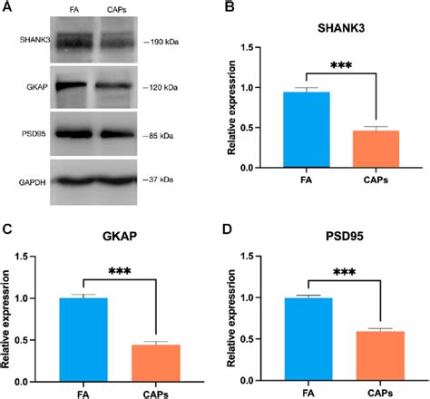Effects Of Early Postnatal Caps Exposure On Synaptic Plasticity And