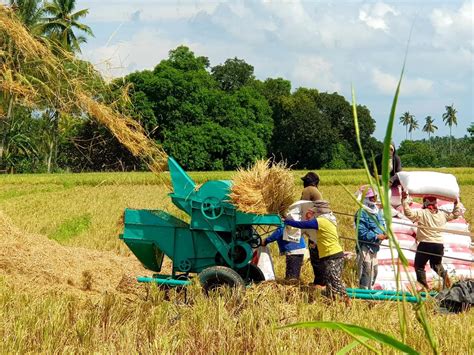 Farmers Reported Increase Rice And Corn Production